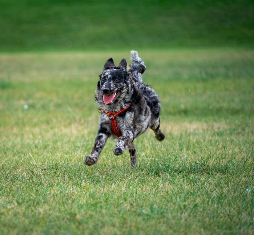 Bariguard Grumpy “Ward” – Thanagar Mudi