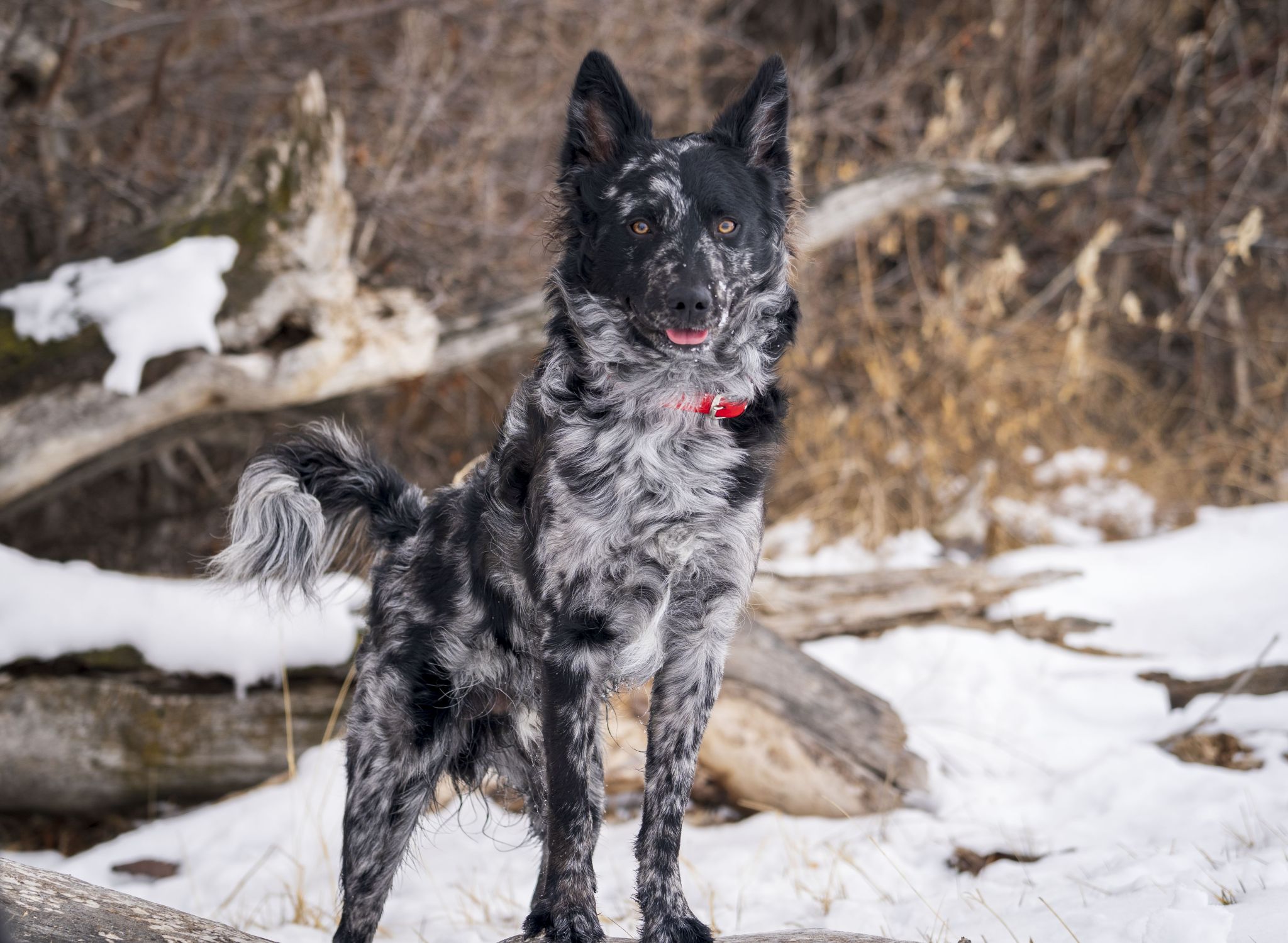 Bariguard Grumpy “Ward” – Thanagar Mudi