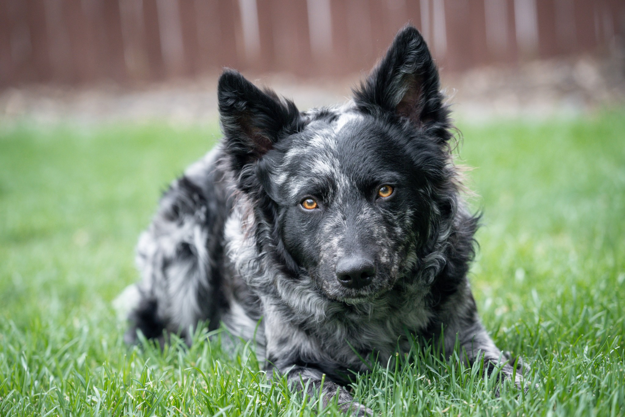 Bariguard Grumpy “Ward” – Thanagar Mudi