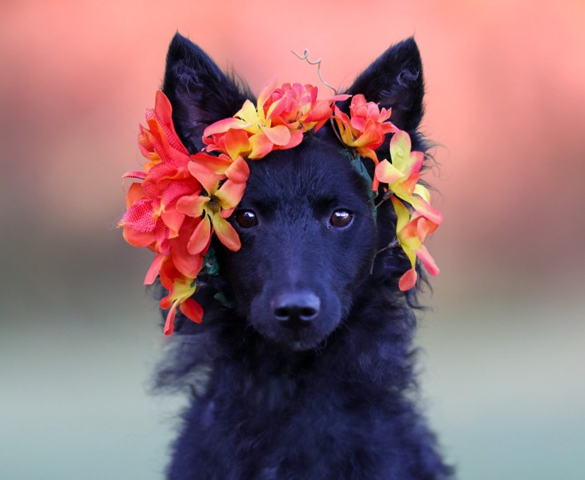 Sinus Paint Out Tamayo “Puffin” – Thanagar Mudi