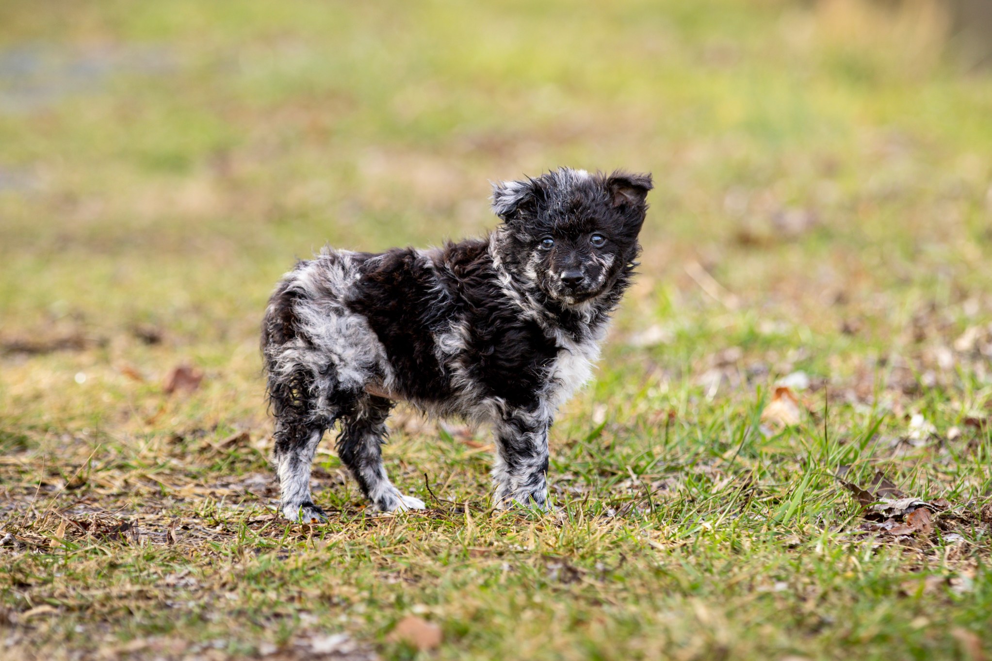 Thanagar Corvus Corax “Birdie” – Thanagar Mudi