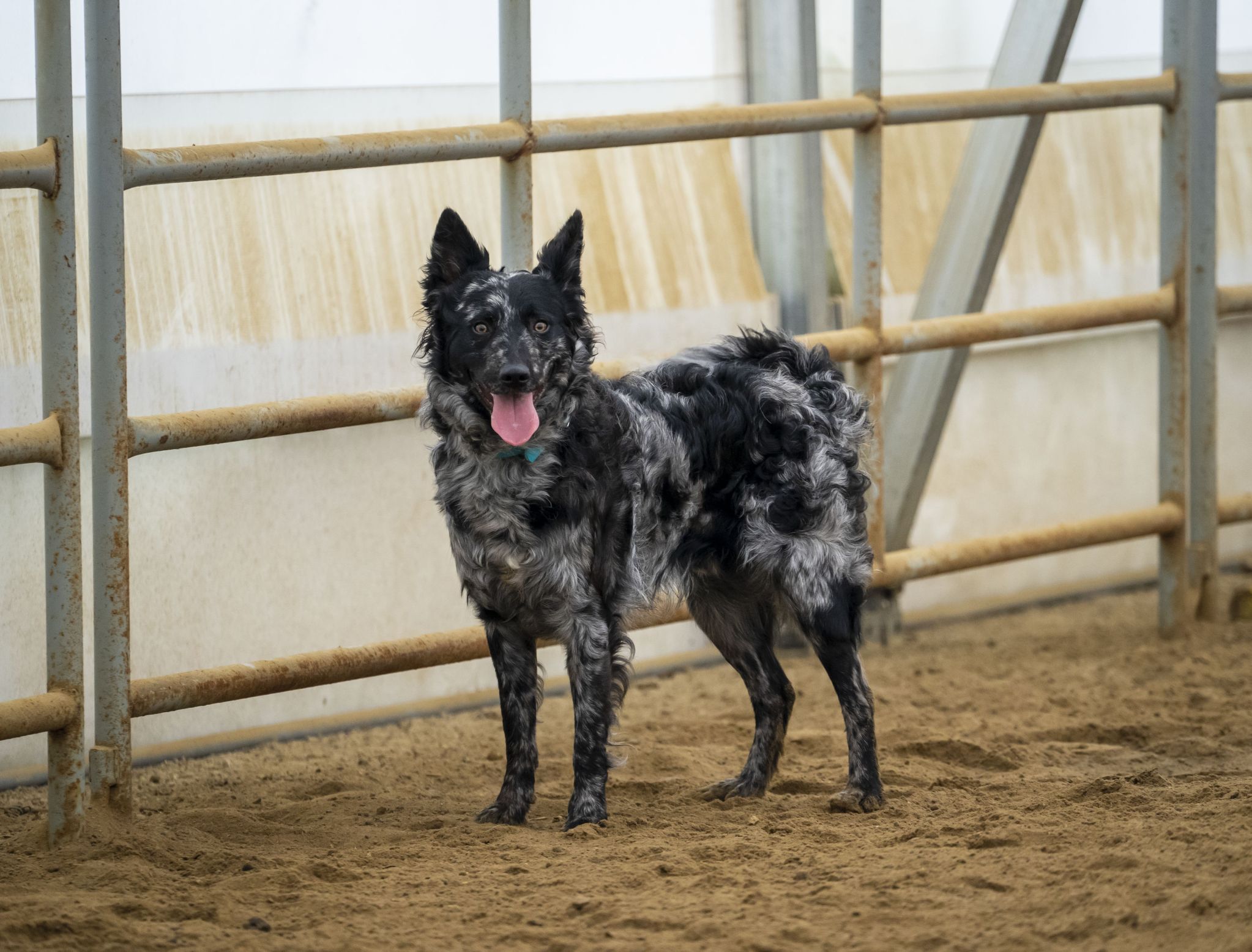 Bariguard Grumpy “Ward” – Thanagar Mudi