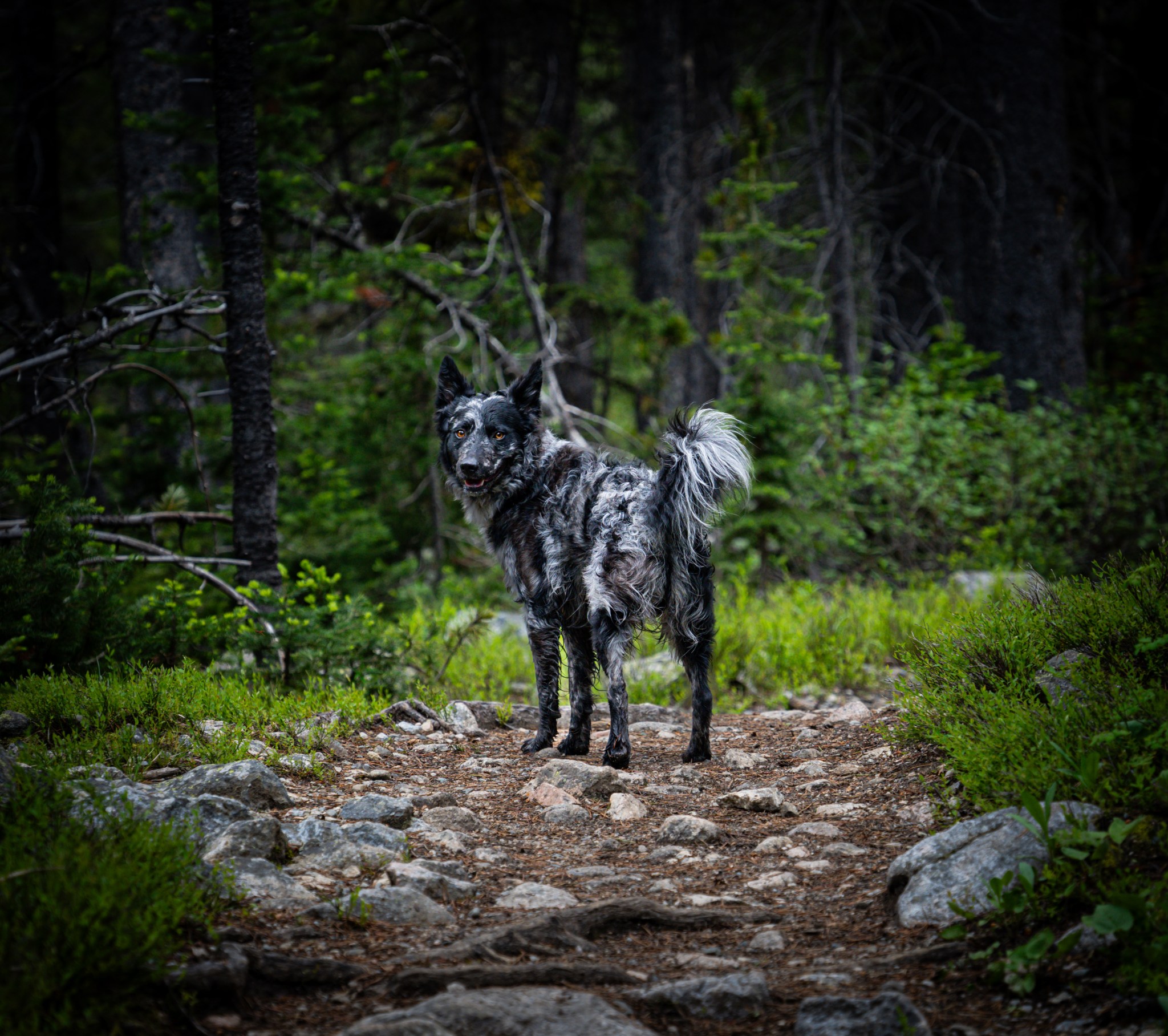 Bariguard Grumpy “Ward” – Thanagar Mudi