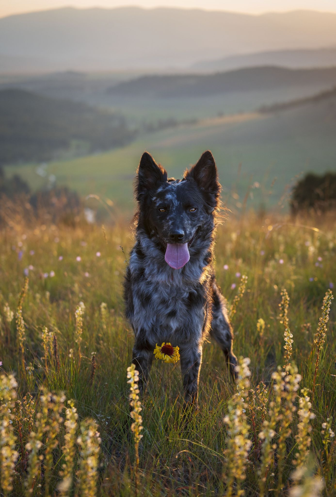 Bariguard Grumpy “Ward” – Thanagar Mudi