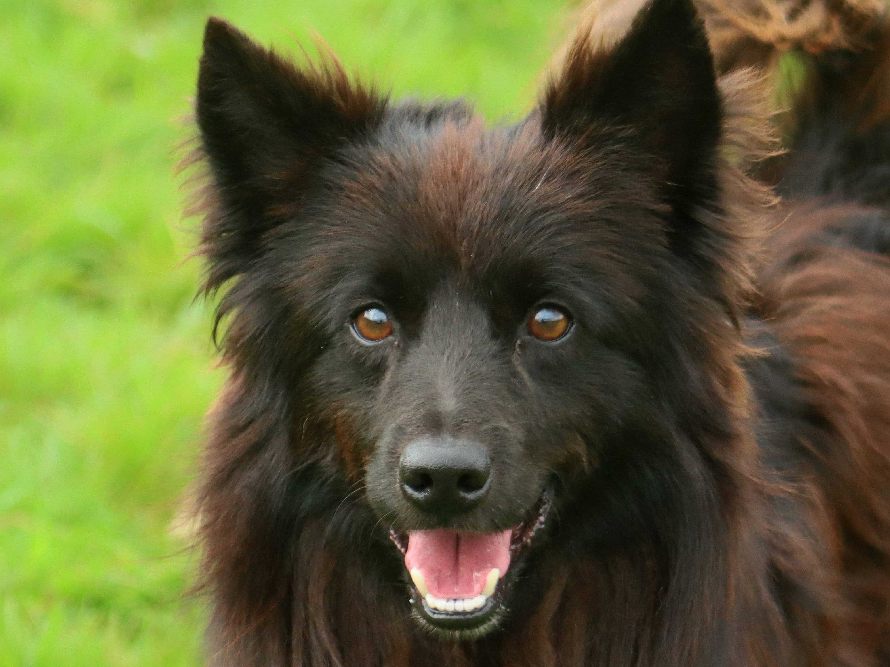 Our Dogs – Thanagar Mudi