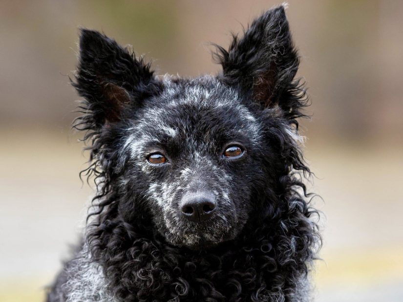 Our Dogs – Thanagar Mudi