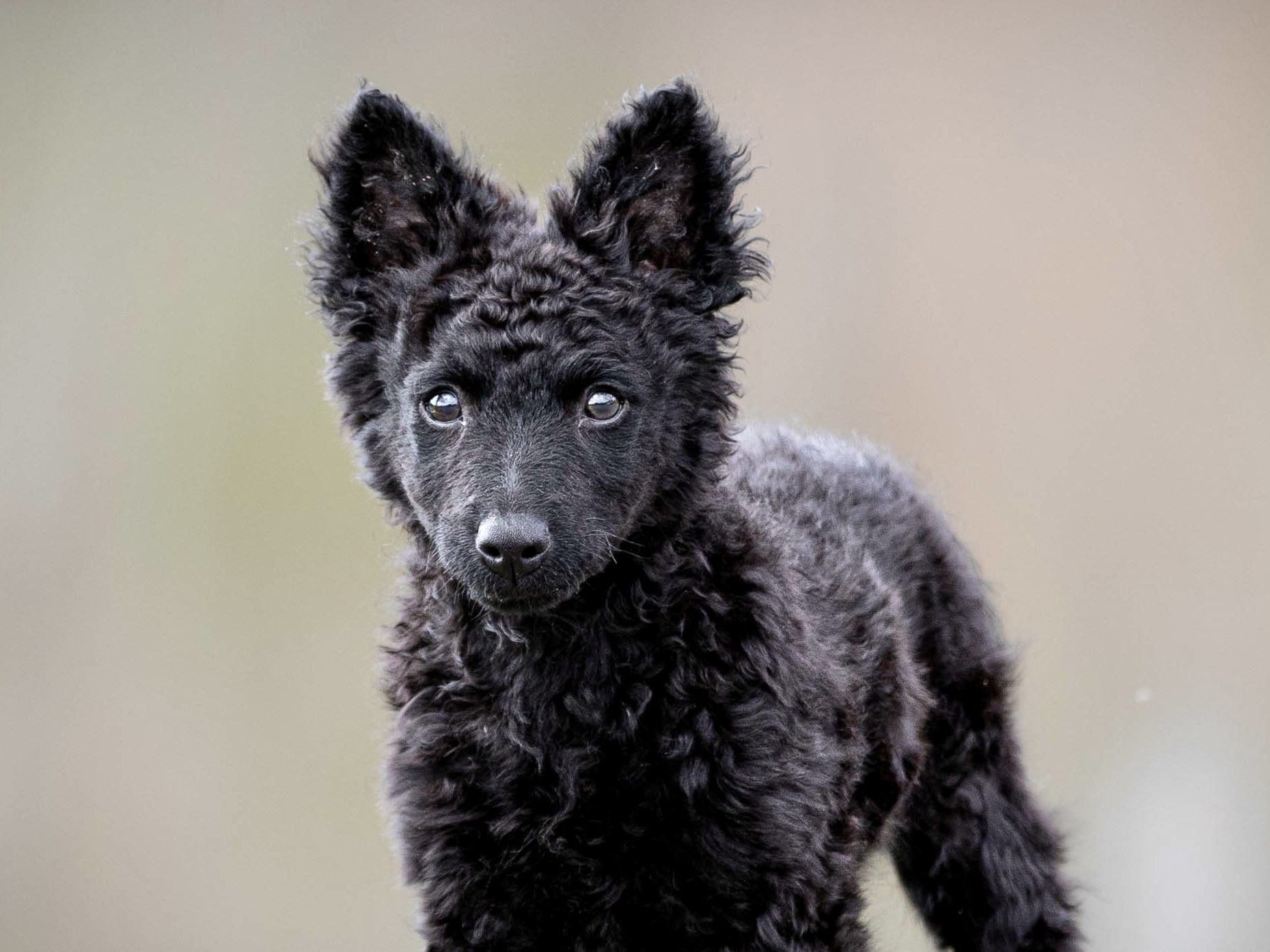 Our Dogs – Thanagar Mudi