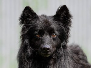 Our Dogs – Thanagar Mudi