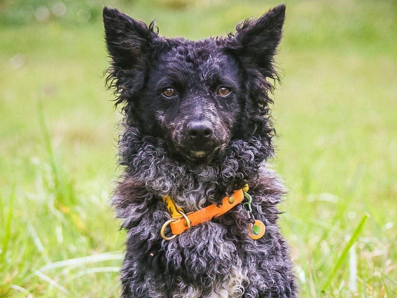 Our Dogs – Thanagar Mudi