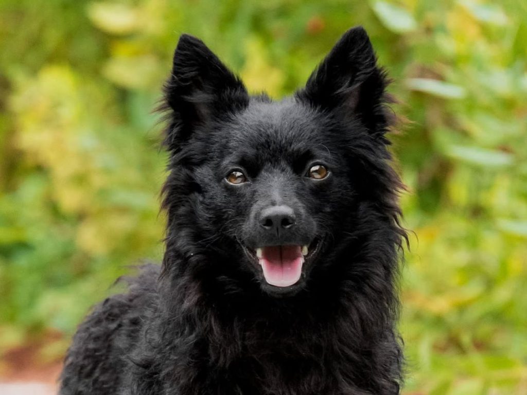 Our Dogs – Thanagar Mudi